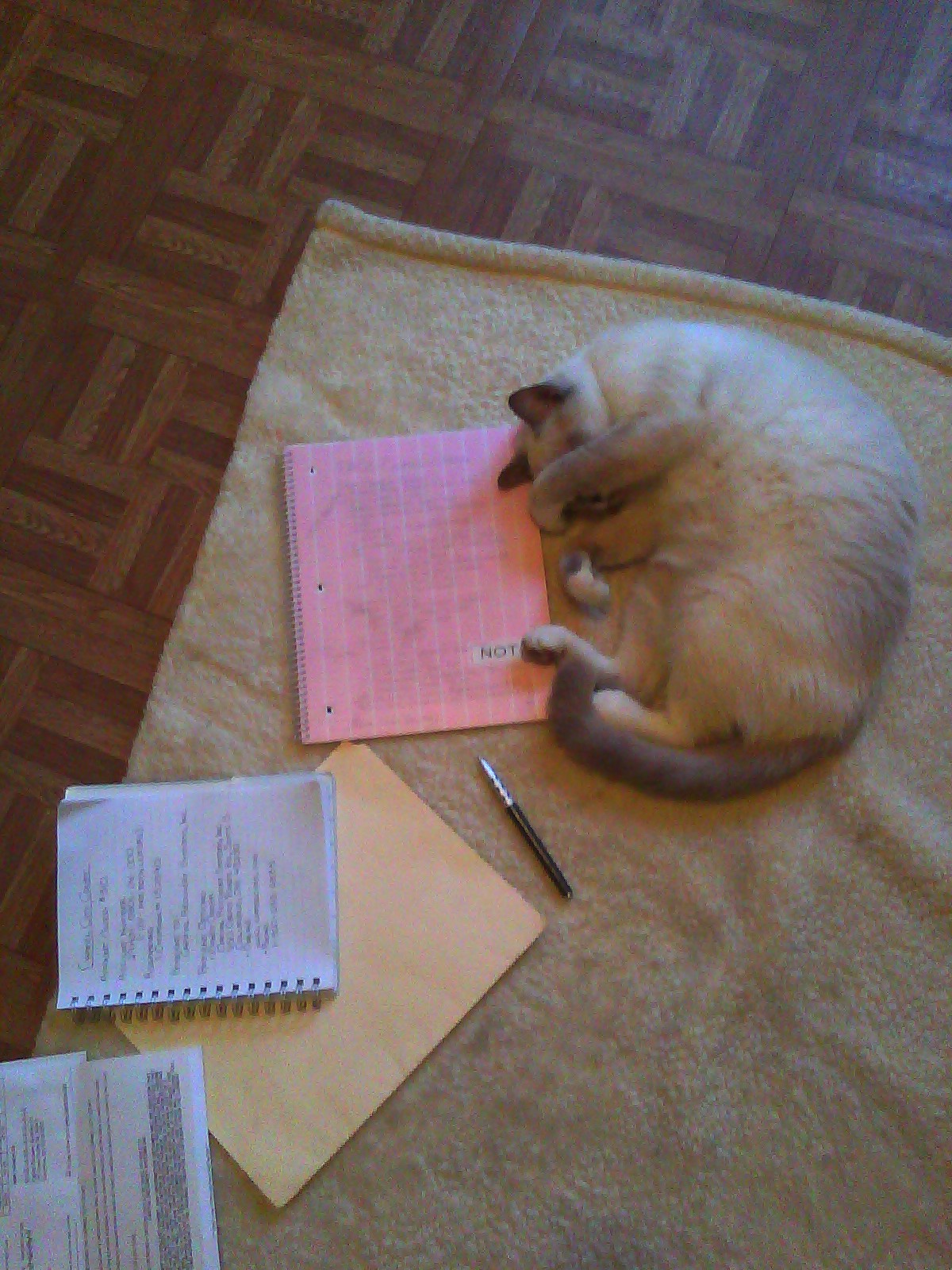 Sitter Needed for my Siamese Cat - Pet Sitter Job in Baltimore, MD ...